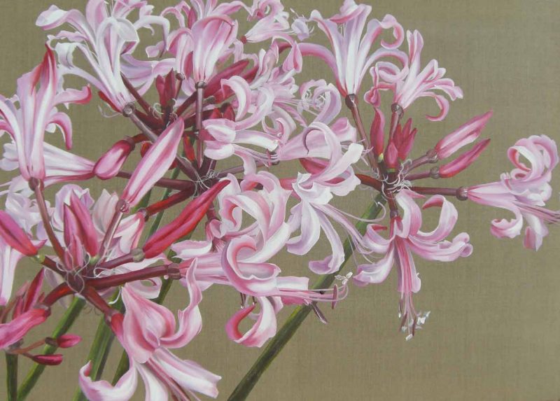 Nerine - Sarah Caswell
